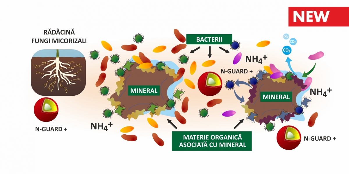 GAMA NG PLUS – CICH